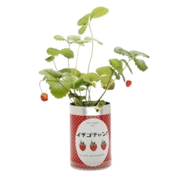 栽培を楽しめる、ワイルドストロベリーの栽培セット●素材：スチール●サイズ：直径:約4.6cm 高さ:約5.5cm●標準蒔き時：春、秋※室内で栽培していただく商品なので、お部屋の環境が20℃〜25℃位であれば一年中栽培可能です。特に寒いときは...