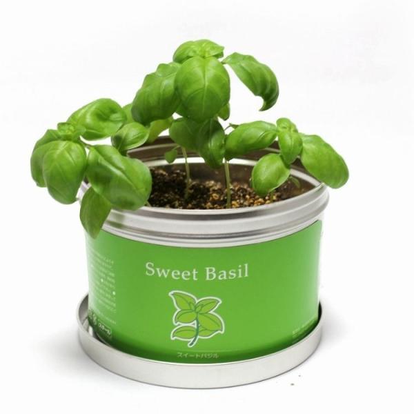 ●素材：スチール●サイズ：直径:約4.6cm 高さ:約5.5cm●標準蒔き時：春、秋※室内で栽培していただく商品なので、お部屋の環境が20℃〜25℃位であれば一年中栽培可能です。特に寒いときは発芽まで時間がかかることがあります。●発芽目安：...