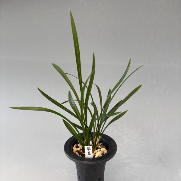 翡翠のような緑色に咲く、翠蓋（すいがい）です。花の画像はイメージです。