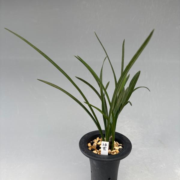 「大富貴」を八重咲きにしたような花形、緑雲（りょくうん）です。花の画像はイメージです。