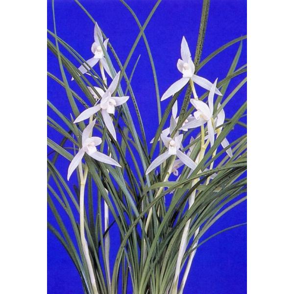 気品ある白花で香りがよい雲南雪素（うんなんせっそ）です。新木上木３条立・根巻き仕立でのお届けとなります。