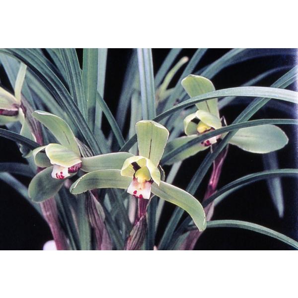 長円形の端正な平肩咲きが特徴の宜春仙（ぎしゅんせん）です。新木上木３条立・根巻き仕立でのお届けとなります。