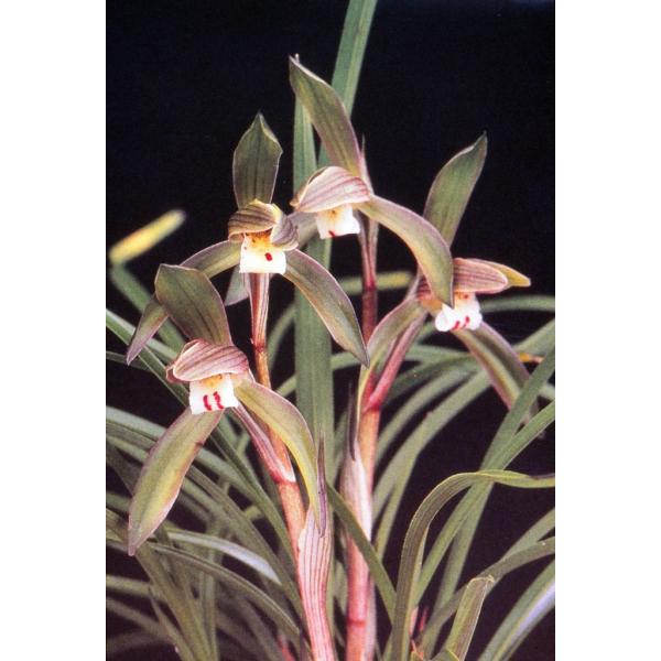 赤筋が入る濃色花、ほとんど二度咲きとなるのが特徴の紫雲嶺（しうんれい）です。新木上木３条立・根巻き仕立でのお届けとなります。