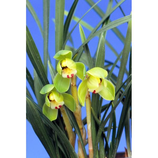 翡翠のような緑色に咲くのが特徴の翠蓋（すいがい）です。新木上木３条立・根巻き仕立でのお届けとなります。