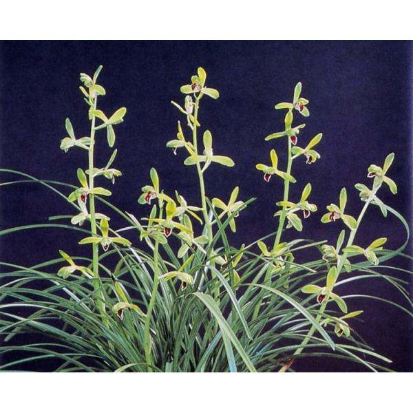 花は長脚円頭で半角兜棒心長舌平肩咲き。均整の取れた良花の仙緑（せんりょく）です。新木上木３条立・根巻き仕立でのお届けとなります。