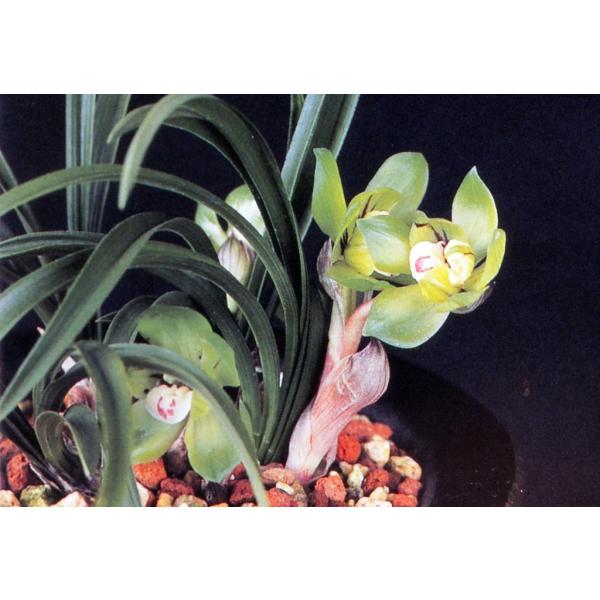 「大富貴」を八重咲きにしたような花形が特徴の緑雲（りょくうん）です。新木上木３条立・根巻き仕立でのお届けとなります。