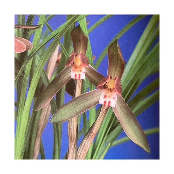 明るい桃紫色花、天司晃（てんしこう）です。新木上木３条立・根巻き仕立でのお届けとなります。