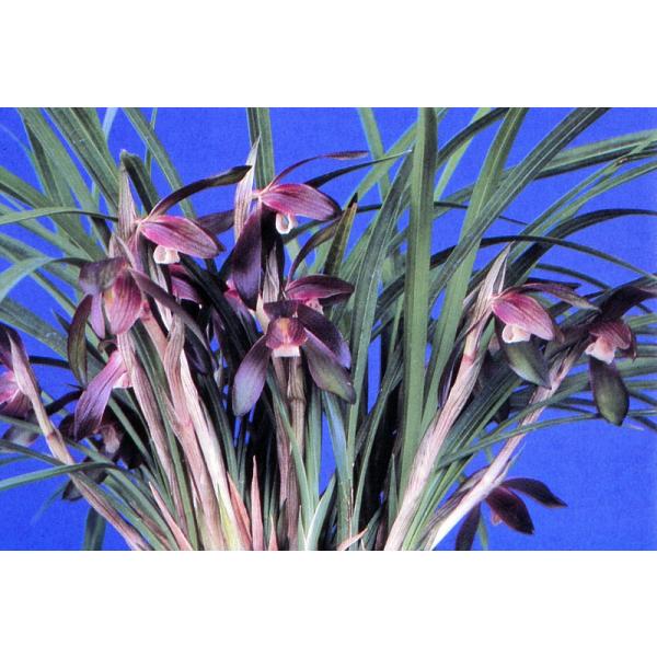 丸みのある竹葉弁で落肩、五弁とも紅赤色、朱舜酔（しゅしゅんすい）です。新木上木３条立・根巻き仕立でのお届けとなります。