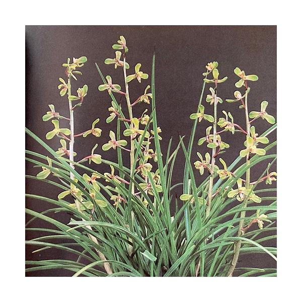 花弁先丸く淡黄緑色花、虞山梅（ぐさんばい）です。新木上木３条立・根巻き仕立でのお届けとなります。