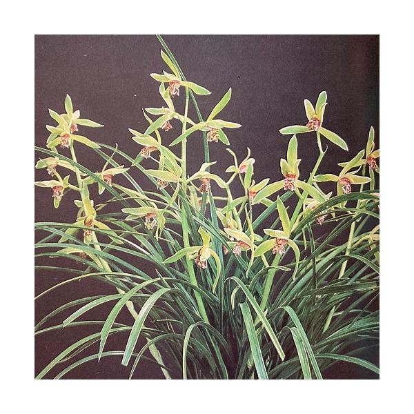 白黄の大覆輪葉で花にも白い覆輪がある、仙霞（せんか）です。新木上木３条立・根巻き仕立でのお届けとなります。