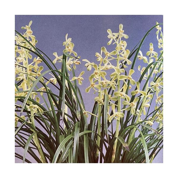 花は肉厚の花頭が丸く大型で弁元は細い、硬兜棒心の平肩咲き。極品（ごくひん）です。新木上木３条立・根巻き仕立でのお届けとなります。