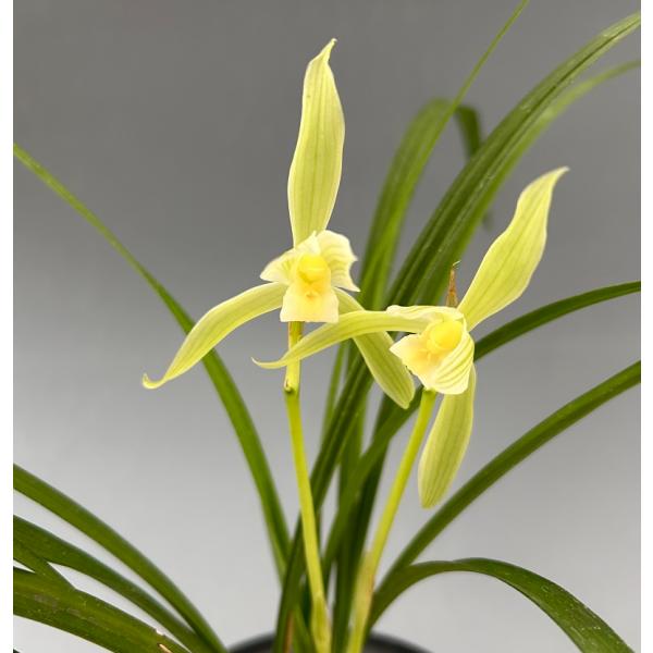 花付き良い白の素心花。大型で葉幅広くやや立葉、隆昌素（りゅうしょうそ）です。新木上木３条立・根巻き仕立でのお届けとなります。