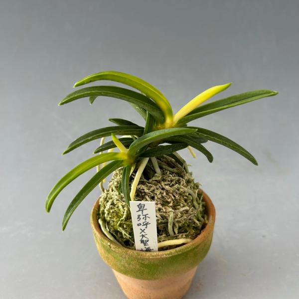 卑弥呼型の木型に大聖海芸がのったもの。青軸青根の選別品。