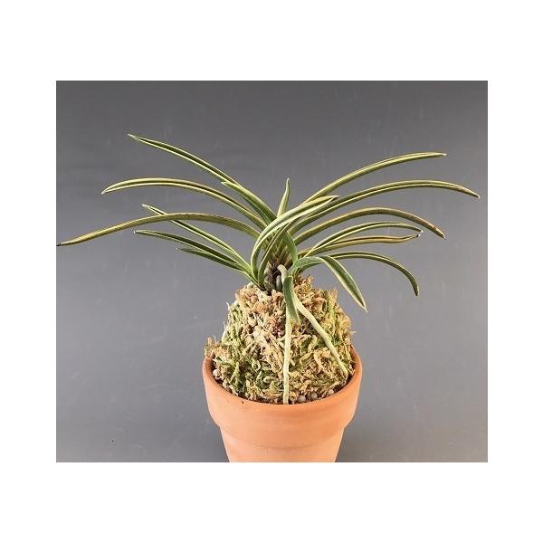 先ハゼの白覆輪で、葉重ねのゆるい姫葉。