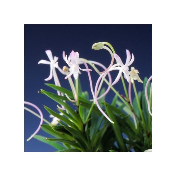 細葉で繁殖力よく、桃色の花を咲かせる。