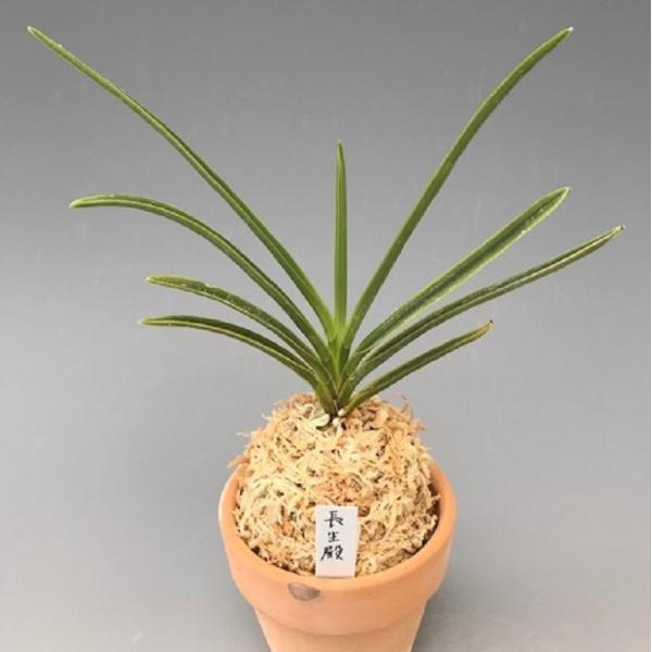 浅黄覆輪で葉肉厚く、反りの少ないやや大型立ち葉。