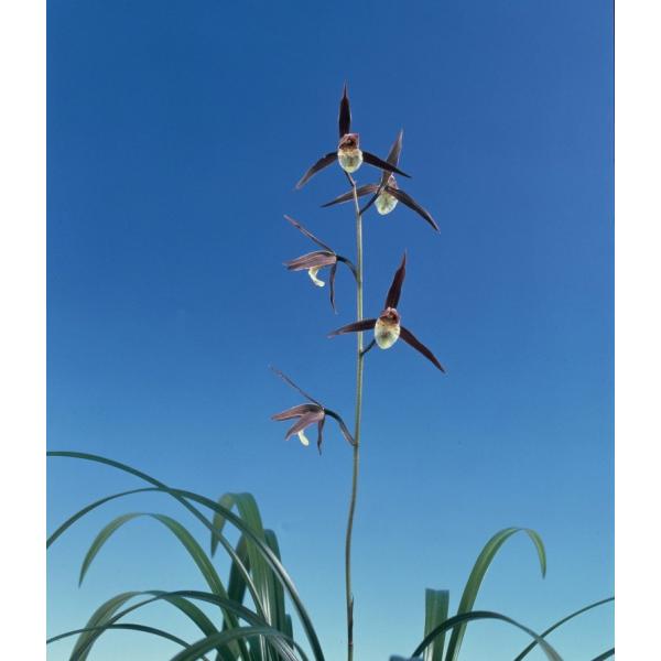 日向産の紅花、華神（かしん）です。新木上木2−３条立・根巻き仕立でのお届けとなります。