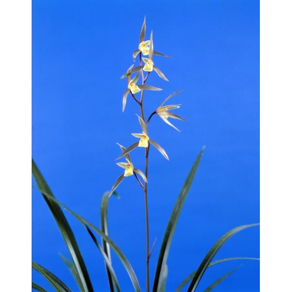 土佐産の更紗無点花、燦月（さんげつ）です。新木上木2−３条立・根巻き仕立でのお届けとなります。