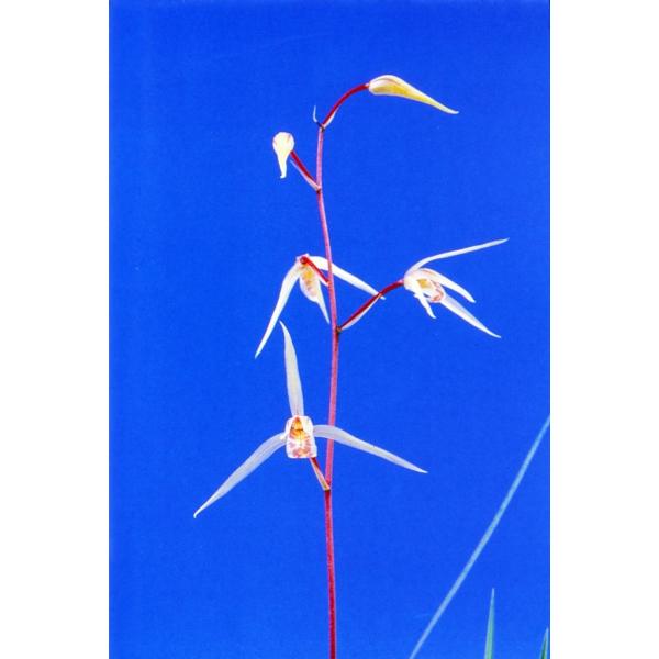 土佐産の黄花、神曲（しんきょく）です。新木上木2−３条立・根巻き仕立でのお届けとなります。