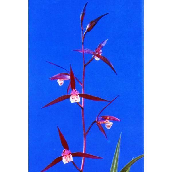 阿波産の紅花、野根小町（のねこまち）です。新木上木2−３条立・根巻き仕立でのお届けとなります。