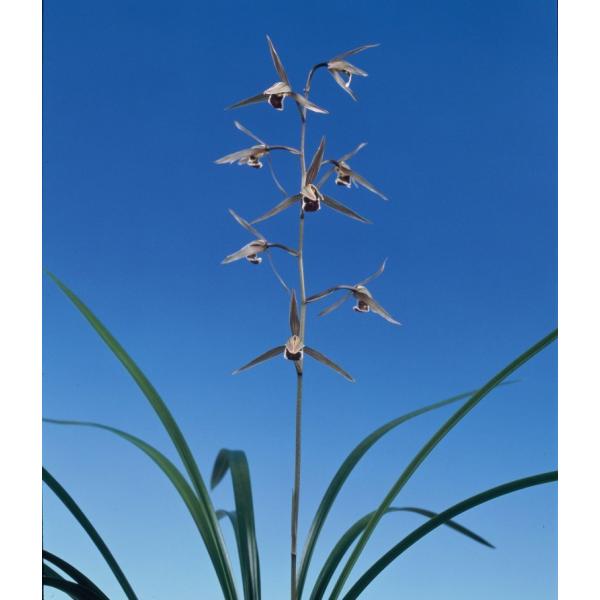 日向産の更紗ベタ舌花、丸姫（まるひめ）です。新木上木2−３条立・根巻き仕立でのお届けとなります。