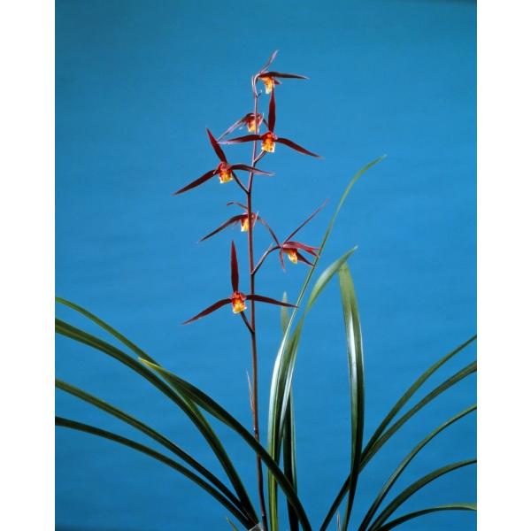 土佐産の紅花、室戸錦（むろとにしき）です。新木上木2−３条立・根巻き仕立でのお届けとなります。