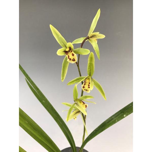 薩摩産の青チャボ系花、平城（へいじょう）です。新木上木2−３条立・根巻き仕立でのお届けとなります。