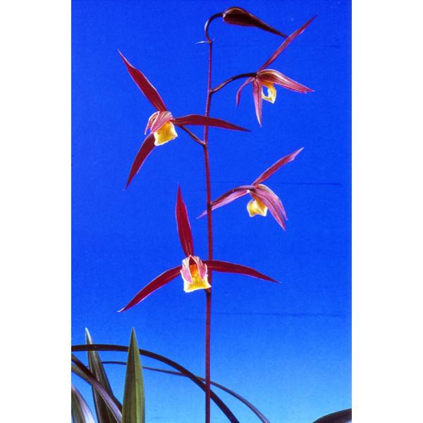 土佐産の濃紅色無点花、御神錦（みかどにしき）です。新木上木2−３条立・根巻き仕立でのお届けとなります。