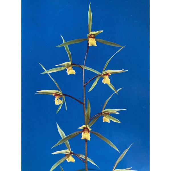 土佐産で黄緑色地に紅褐色の縞が入った平肩咲きの大輪、明鳳（めいほう）です。新木上木2−３条立・根巻き仕立でのお届けとなります。