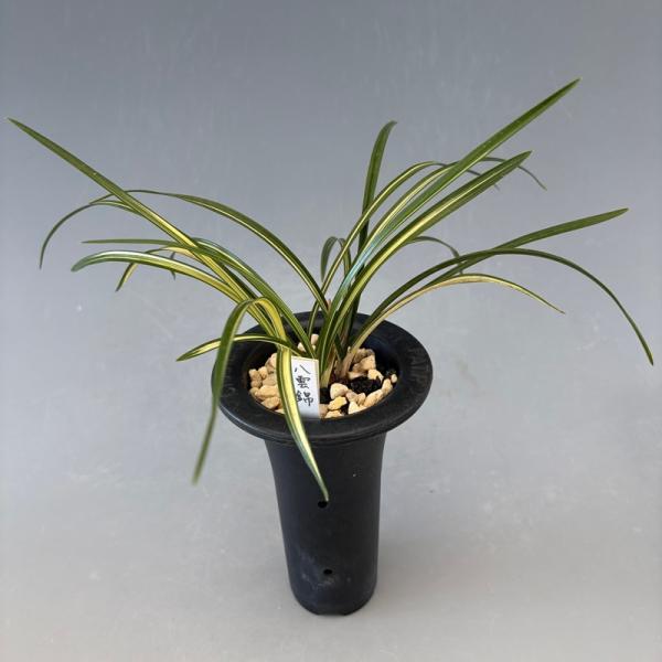 葉先の緑冠のかぶりもよく、中透け、中押し縞の一級品の八雲錦（やぐもにしき）です。一点物なので、画像の株を鉢仕立でお届けします。