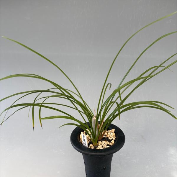 主、副弁共に肉厚で水仙弁の大輪平肩咲き。黄花素心の銘花、黄麗殿（こうれいでん）です。一点物なので、画像の株を鉢仕立でお届けします。花の画像はイメージです。