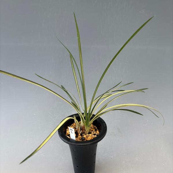 縞斑、縞花の幽玄（ゆうげん）です。一点物なので、画像の株を鉢仕立でお届けします。花の画像はイメージです。