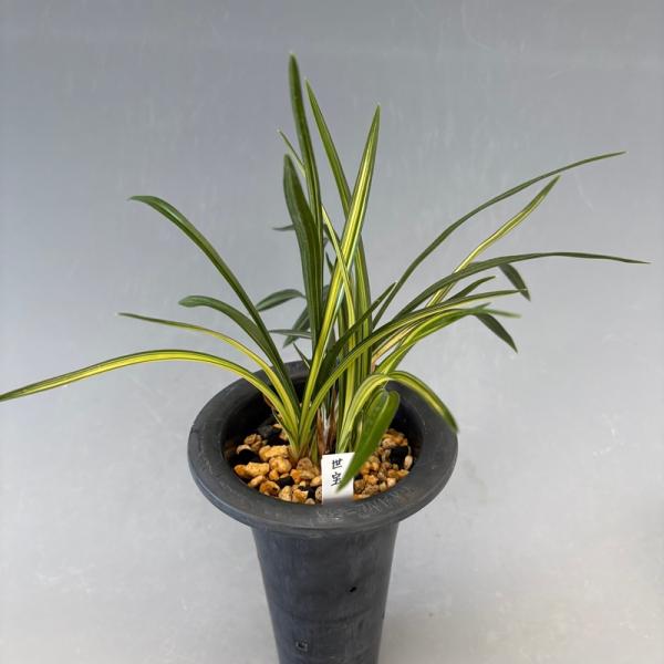 中透け縞、世宝（せほう）です。一点物なので、画像の株を鉢仕立でお届けします。