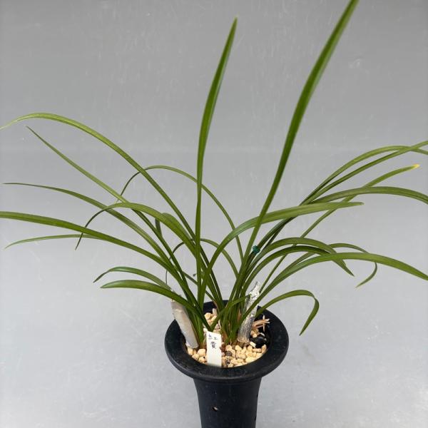 橙赤色大輪の荷花弁花、紅貴（こうき）です。一点物なので、画像の株を鉢仕立でお届けします。花の画像はイメージです。