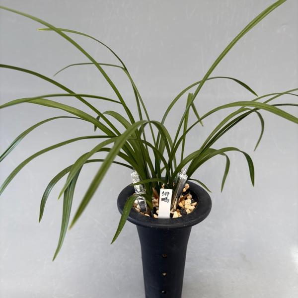 茨城産の赤花で抱え咲きの平肩咲き、緋鵬（ひほう）です。一点物なので、画像の株を鉢仕立でお届けします。花の画像はイメージです。