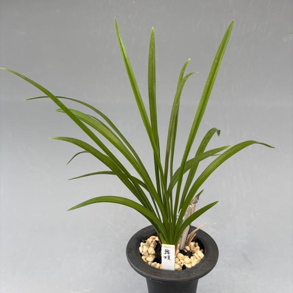 赤紅色の大輪の円弁花、舞妓（まいこ）です。一点物なので、画像の株を鉢仕立でお届けします。