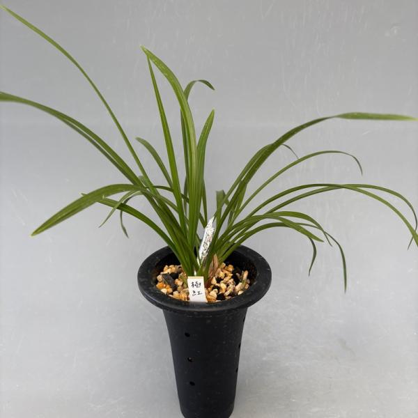 濃赤紅色の肉厚の長円弁、大輪咲き、極紅（きょっこう）です。一点物なので、画像の株を鉢仕立でお届けします。花の画像はイメージです。