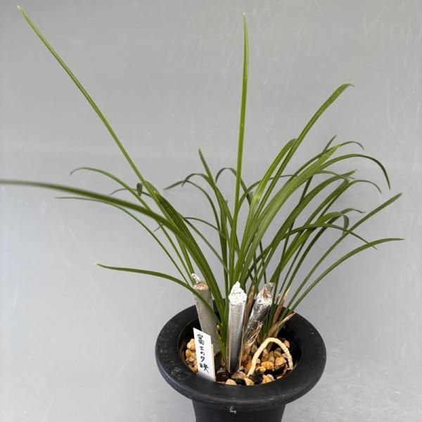 朱金の大輪。花弁は肉厚の平肩咲き、富士の夕映（ふじのゆうばえ）です。一点物なので、画像の株を鉢仕立でお届けします。花の画像はイメージです。