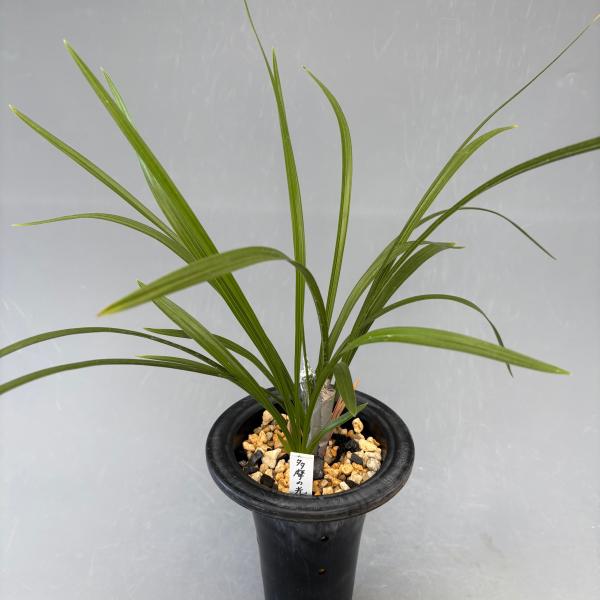 花は紅色で弁幅が広く、落肩ぎみの大輪、多摩の光（たまのひかり）です。一点物なので、画像の株を鉢仕立でお届けします。花の画像はイメージです。