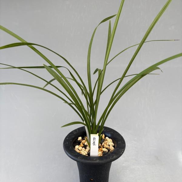 大輪朱金花の巨星（きょせい）です。一点物なので、画像の株を鉢仕立でお届けします。花の画像はイメージです。