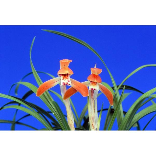 紅橙色の大輪花、水仙弁が特徴の羽前小町（うぜんこまち）です。新木上木３条立・根巻き仕立でのお届けとなります。