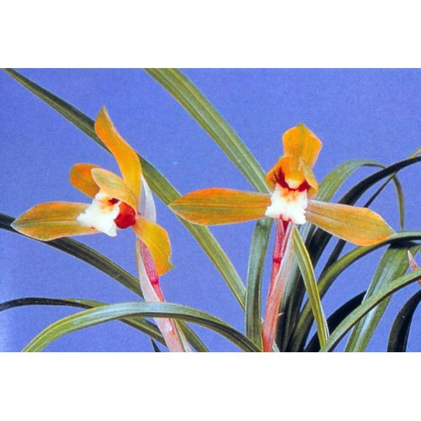 緑地に朱、紅、黄、紫の縞花が特徴の大虹（おおにじ）です。新木上木３条立・根巻き仕立でのお届けとなります。