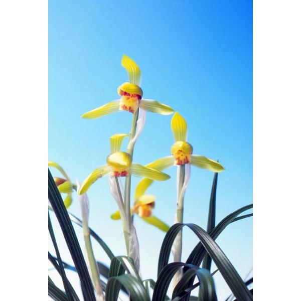 特徴は水仙弁で平肩咲き。黄花のでも歴史ある銘花の黄の司（きのつかさ）です。新木上木３条立・根巻き仕立でのお届けとなります。