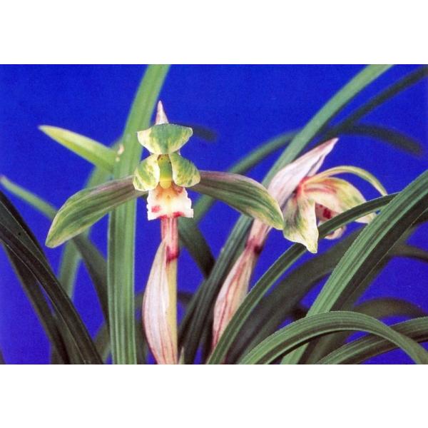 紺の松葉に弁元桃筋が特徴の光悦（こうえつ）です。新木上木３条立・根巻き仕立でのお届けとなります。