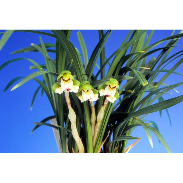 典型的な蝶咲きで性質は丈夫なのが特徴の胡蝶の舞（こちょうのまい）です。新木上木３条立・根巻き仕立でのお届けとなります。