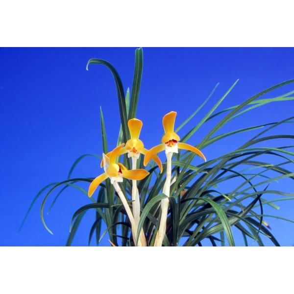 朱金色、水仙弁の大輪花で棒心はよく抱えるのが特徴の瑞雲香（ずいうんこう）です。新木上木３条立・根巻き仕立でのお届けとなります。