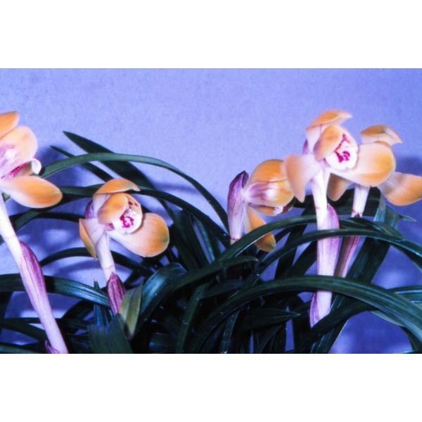 朱金色のふくよかな花弁が目を引く。中国春蘭の「大富貴」と日本春蘭の「福の光」の交配による優良品種である富貴の光（ふうきのひかり）です。新木上木３条立・根巻き仕立でのお届けとなります。