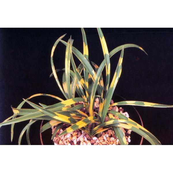 極黄虎で白覆輪入りで「輪波の花」の覆輪芸の葉が特徴の宝生の花（ほうしょうのはな）です。新木上木３条立・根巻き仕立でのお届けとなります。