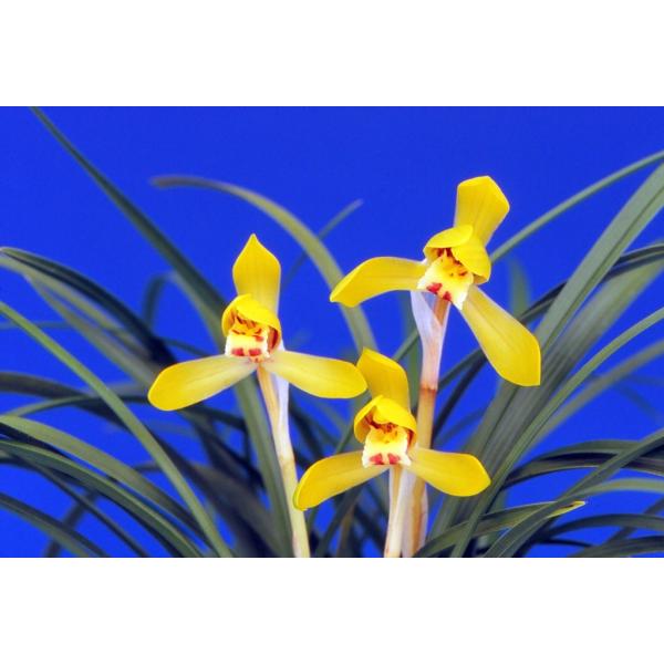 黄色の花弁の先端に緑のぼかしが特徴の松の光（まつのひかり）です。新木上木３条立・根巻き仕立でのお届けとなります。