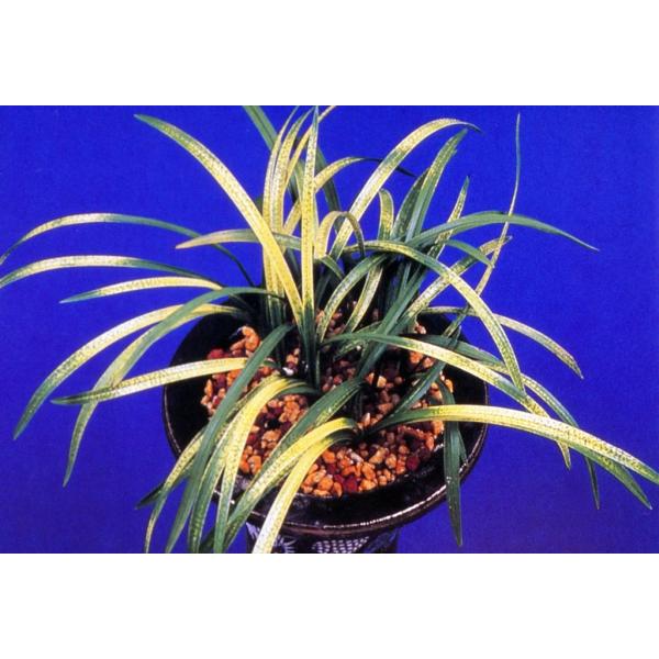 鮮明な黄の蛇皮斑が特徴の群千鳥（むれちどり）です。新木上木３条立・根巻き仕立でのお届けとなります。